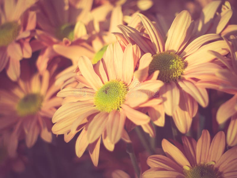 Flowers with Filter Effect Retro Vintage Stock Photo - Image of flowers ...