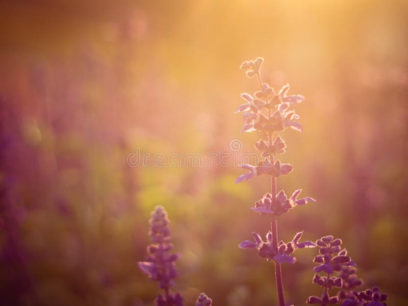 Flowers with Filter Effect Retro Vintage Stock Image - Image of shade ...