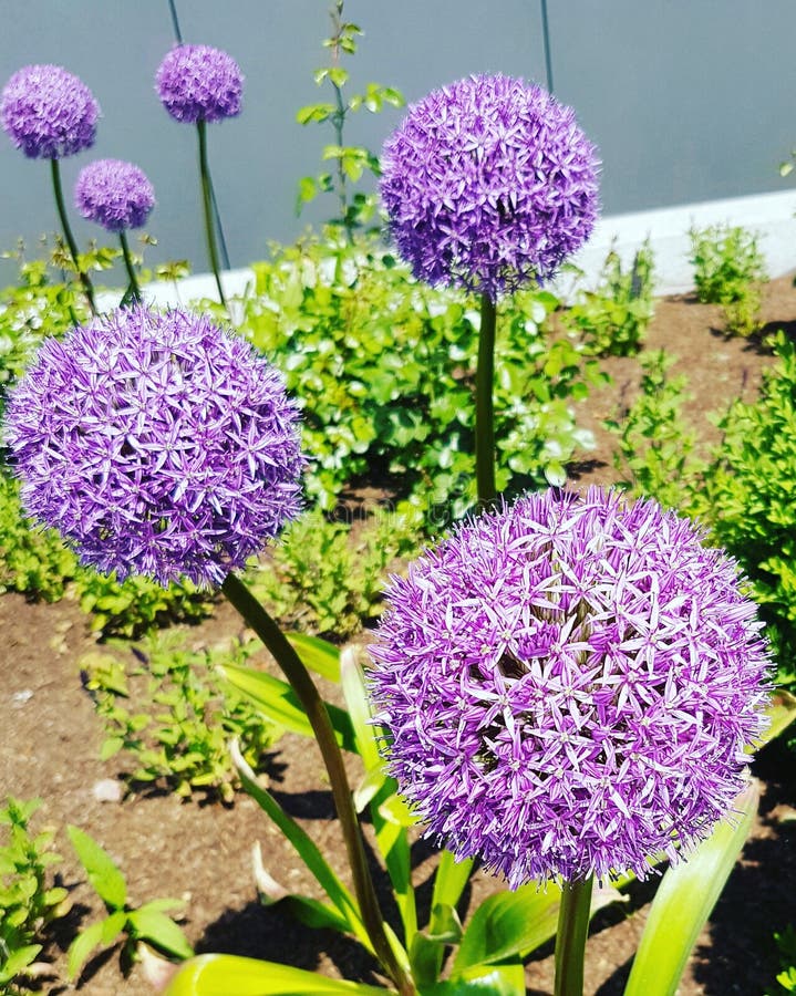 Fiolet Balls Stock Photos - Free & Royalty-Free Stock Photos from ...