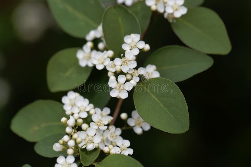 Flowers of the Firethorn Cotoneaster Multiflorus. Stock Image - Image ...