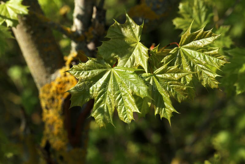 Flowers and First Leaves on Trees in the Park Stock Image - Image of ...