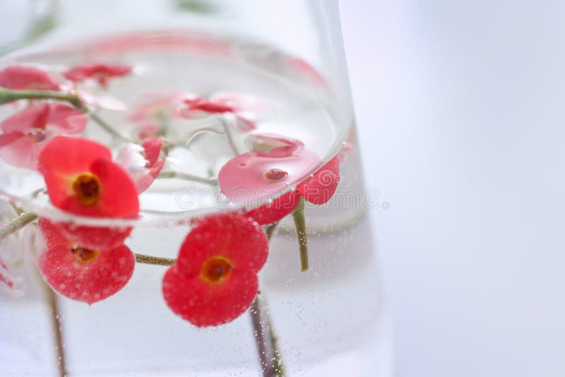 Flowers in flask, closeup stock photo. Image of extraction - 150056412
