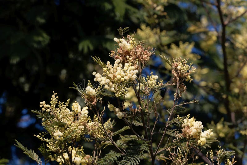 Flat-top Acacia Tree (acacia Abyssinica) Stock Image - Image of plain ...