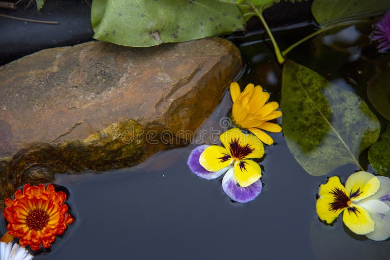 Flowers Float in the Dark Water among the Stones Along with Fallen ...