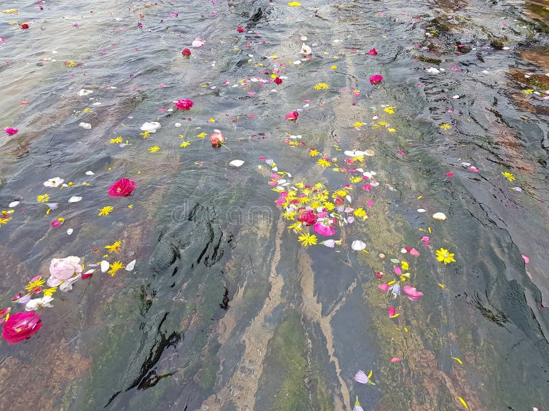 Flowers floating on water stock photo. Image of coloured - 15896054