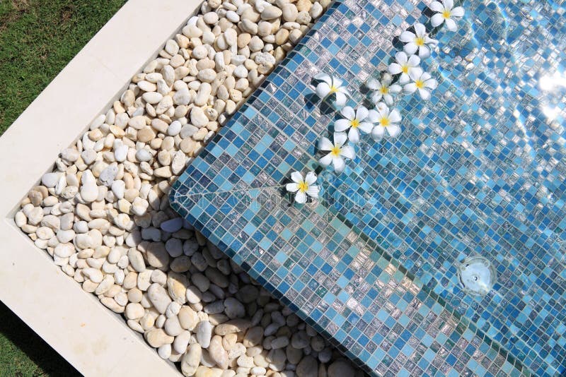 Flowers Floating in Swimming Pool Stock Photo - Image of protective ...