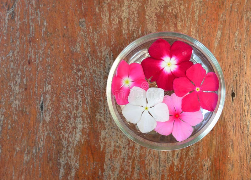 Flowers floating in water stock photo. Image of floating - 13656904