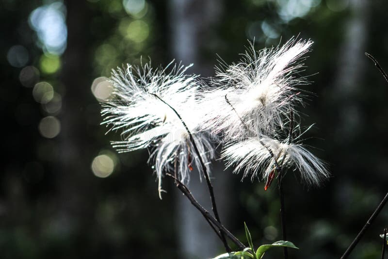 538 Floating Twig Stock Photos - Free & Royalty-Free Stock Photos from ...