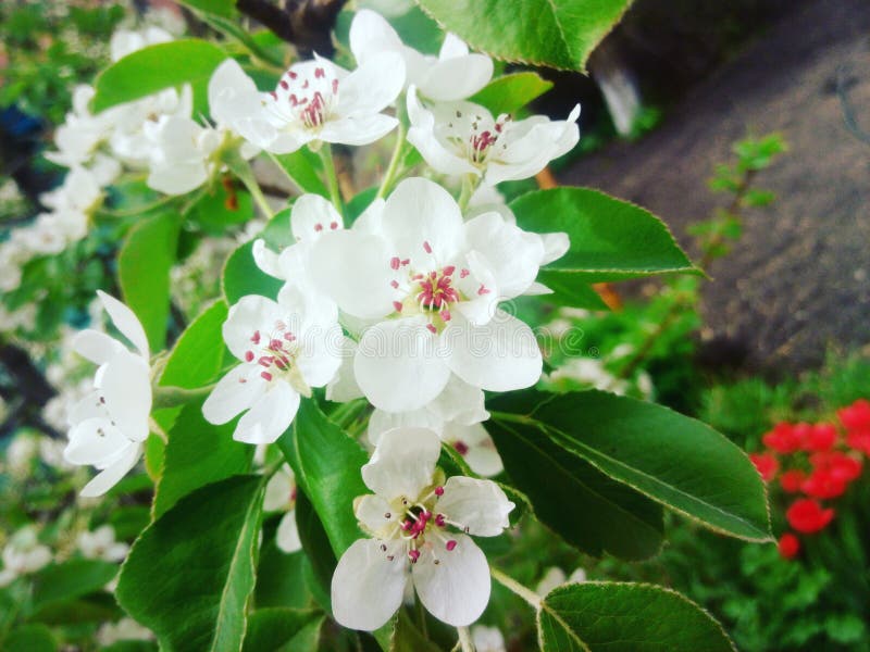 Flowers stock photo. Image of flow, flower, class, flowers - 93531848