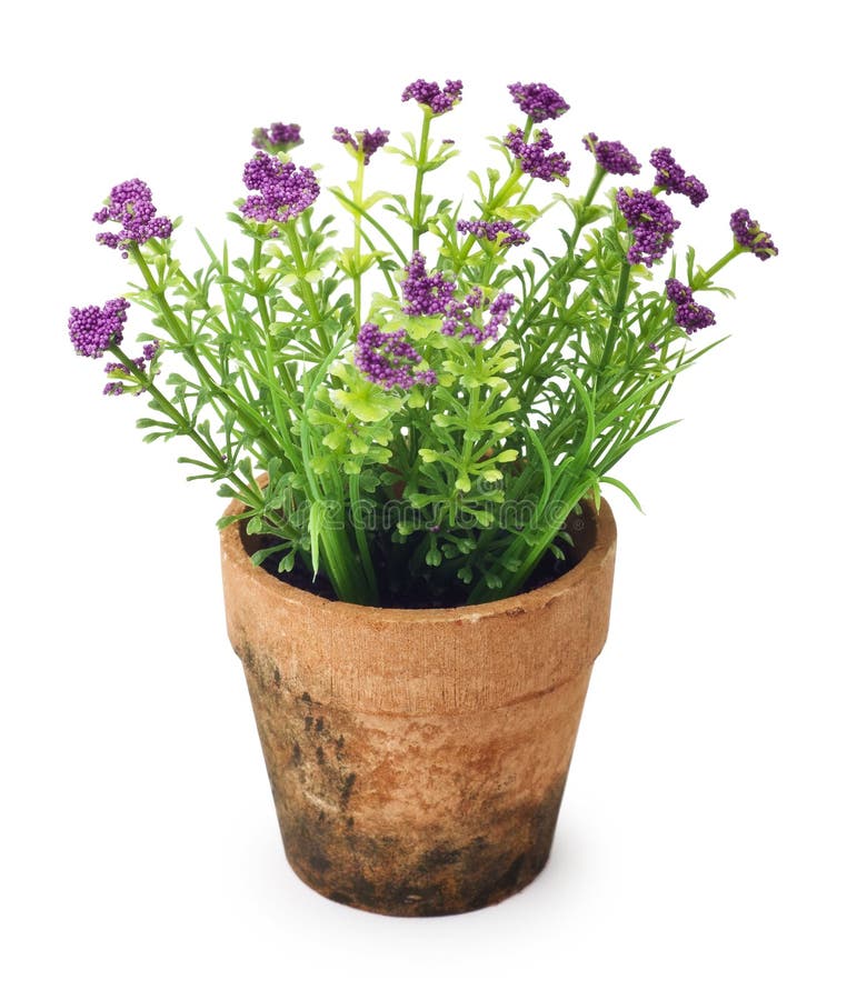 Flowers in flower pot stock image. Image of vertical - 22043577