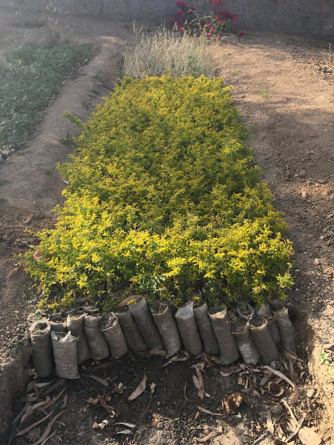 Flowers in the flower pot stock image. Image of bright - 89345959