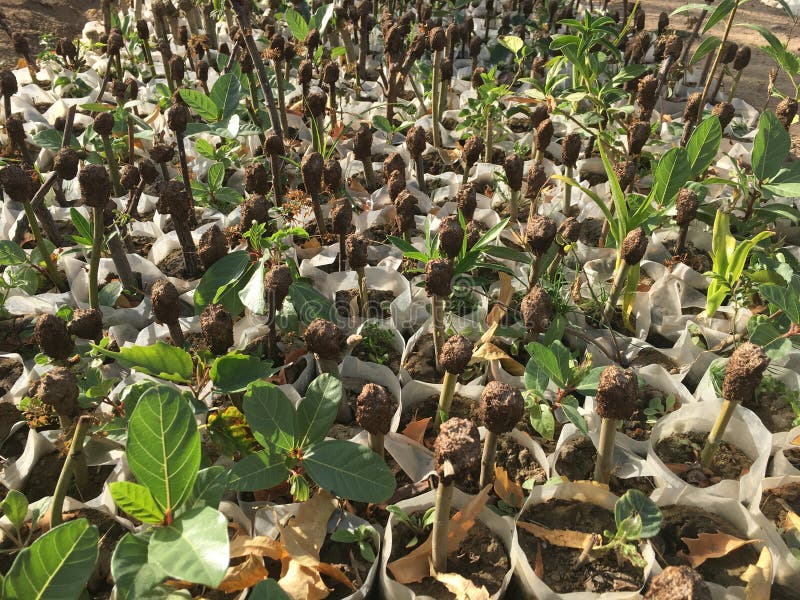 Flowers in the flower pot stock photo. Image of classic - 89346118