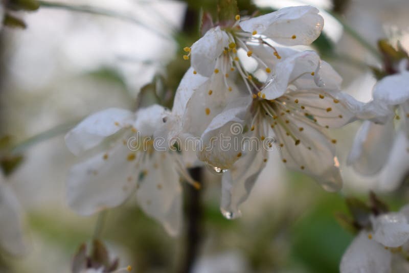 Flowers stock photo. Image of land, small, garden, rain - 90064236