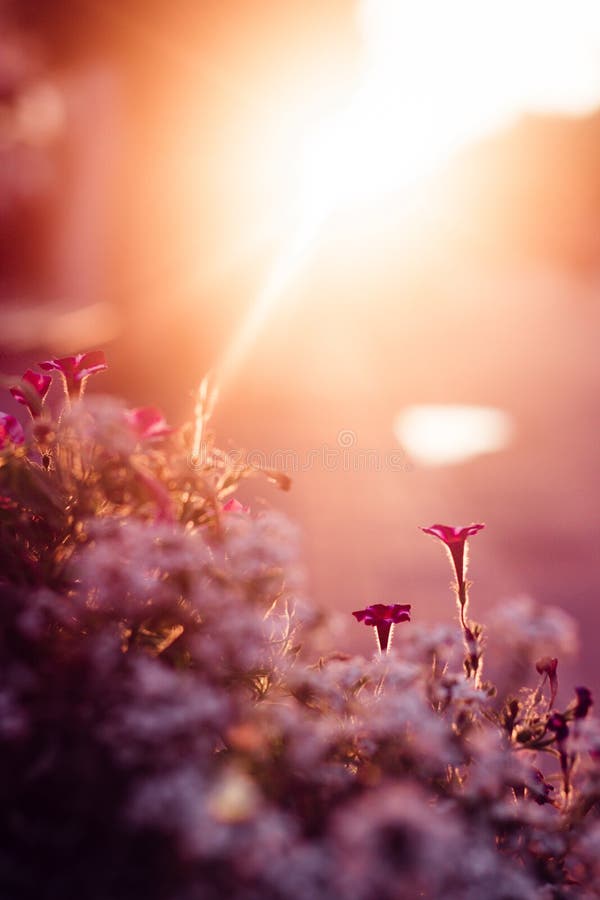 Flowers in a Flowerbed Pot at Sunset. Beautiful Flowers at Sunset Stock ...