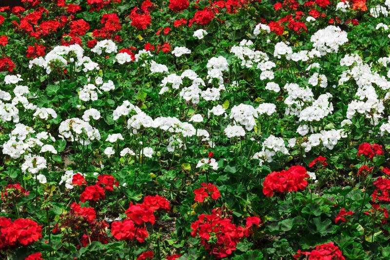 Flowers in the flowerbed stock photo. Image of color - 130532846