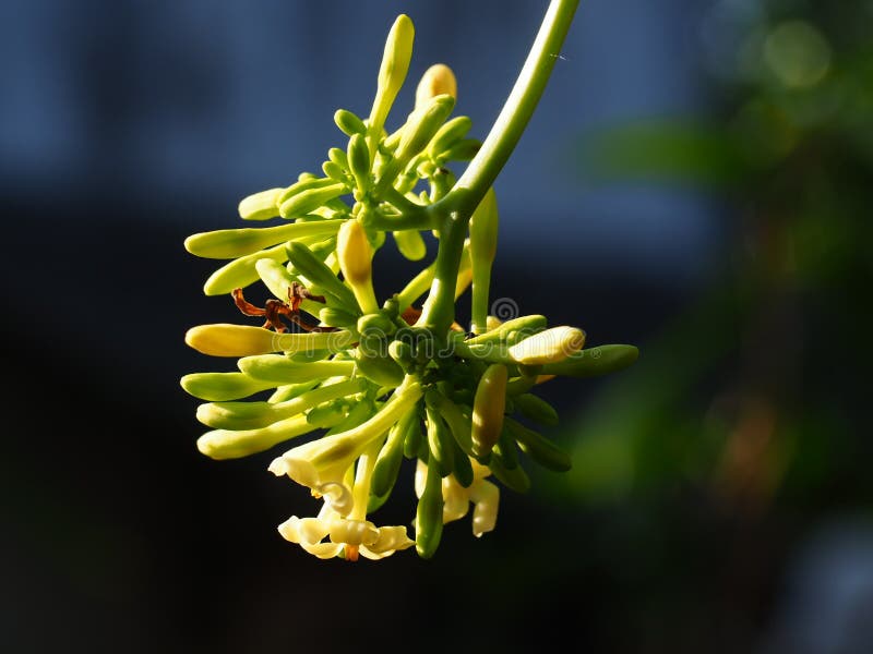 Flowering Bud of a Papaya Tree Stock Image - Image of tree, bloom ...