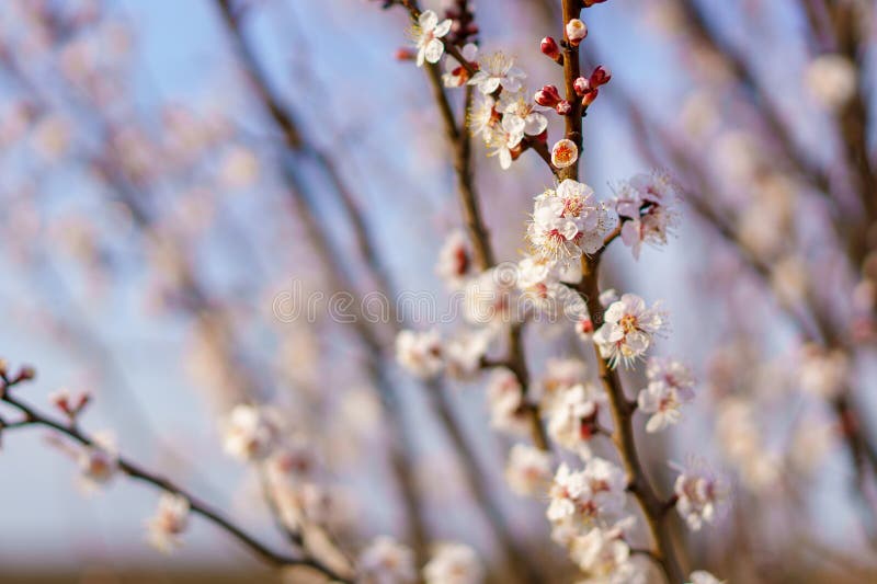 Flowers and Flowering Trees in Early Spring. Spring Background with ...