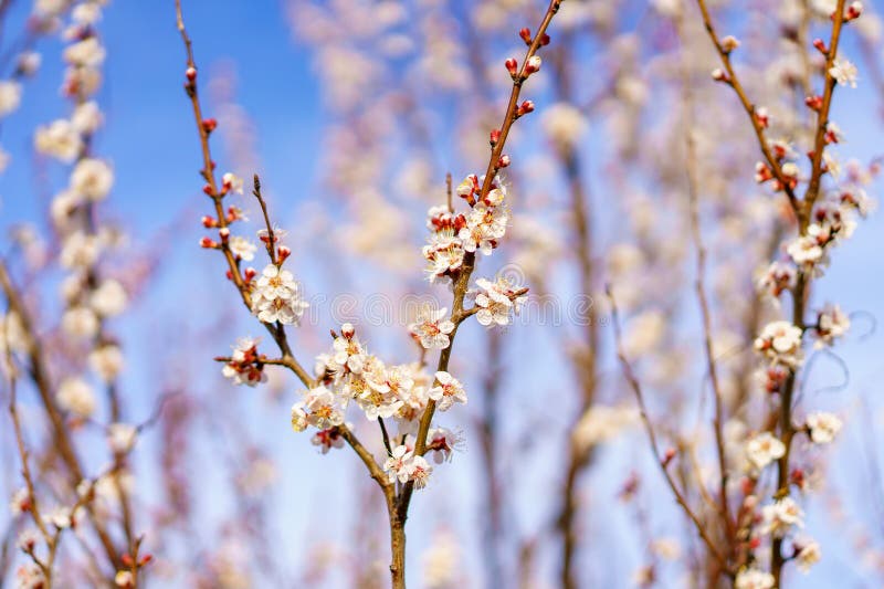 Flowers and Flowering Trees in Early Spring. Spring Background with ...