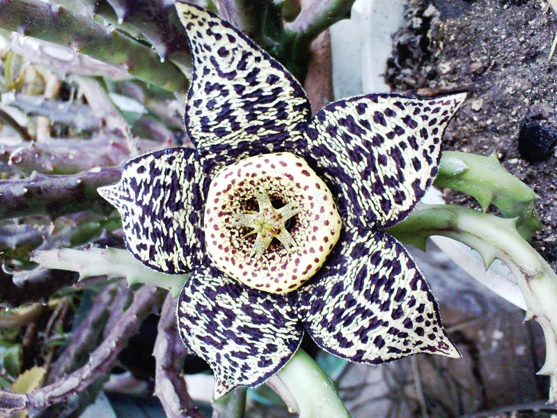 Cactus Flycatchers Stock Photos - Free & Royalty-Free Stock Photos from ...