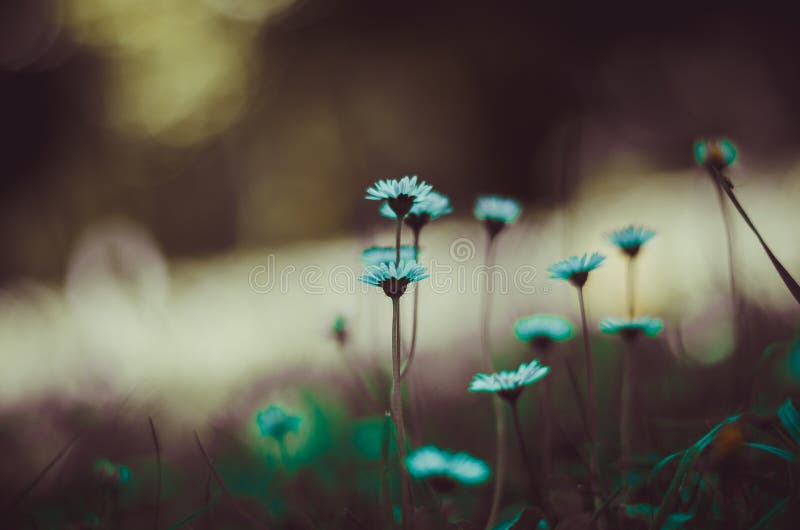 Flowers in Focus stock photo. Image of flowers, nature - 95883150