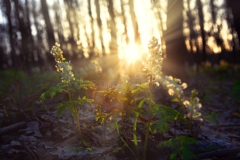 Flowers in the Forest with Sun Rays Stock Photo - Image of psychedelic ...