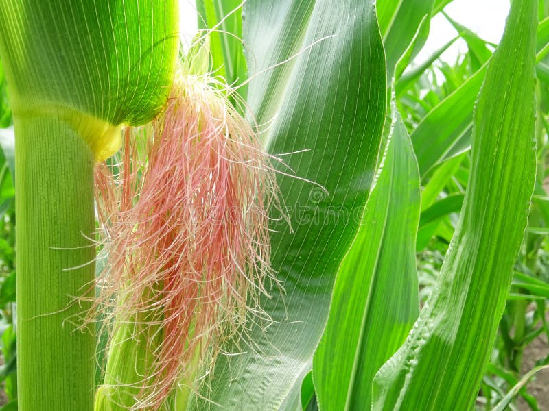Flowers for the Formation of a Corn Crop, Corn on the Cob Stock Image ...
