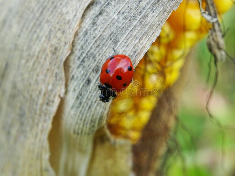 Flowers for Forming a Corn Crop, Corn on the Cob, Ladybug Stock Photo ...