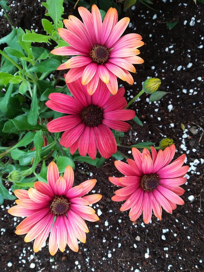 159 Flowwers Stock Photos - Free & Royalty-Free Stock Photos from ...