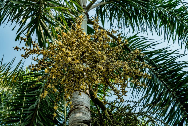 Flowers of fox tail palm stock photo. Image of tail - 112669532
