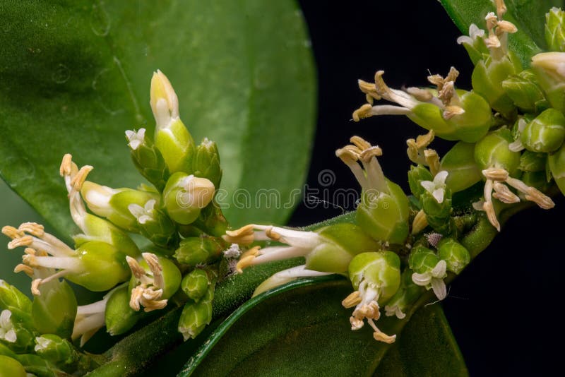 Flowers of Fragrant Sweet Box Stock Image - Image of flowers, drought ...