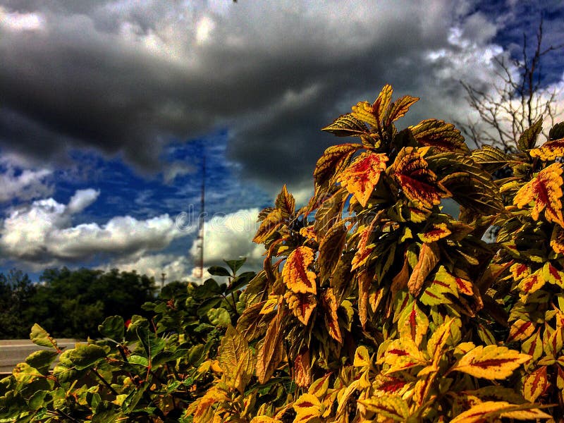Flowers by the freeway stock image. Image of interstate - 77024729
