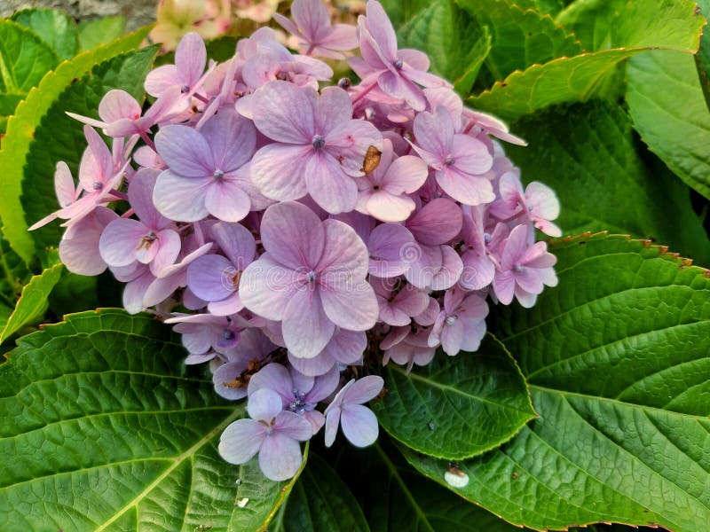 Flowers of a French Hydrangea & X28;Hydrangea Macrophylla& X29; Stock ...