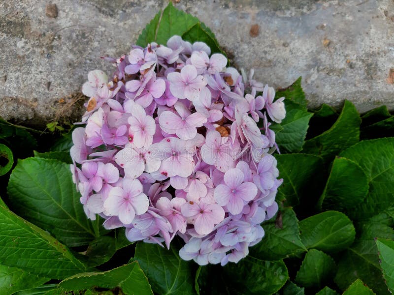 Flowers of a French Hydrangea & X28;Hydrangea Macrophylla& X29; Stock ...