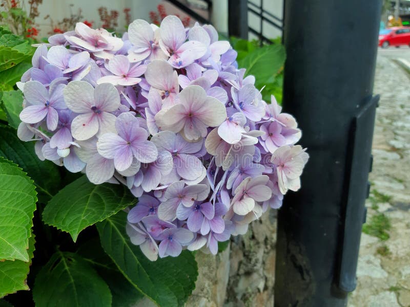 Flowers of a French Hydrangea & X28;Hydrangea Macrophylla& X29; Stock ...