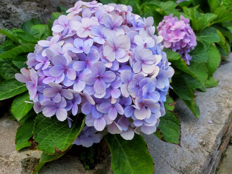 Flowers of a French Hydrangea & X28;Hydrangea Macrophylla& X29; Stock ...