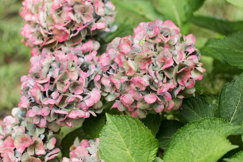 French Hydrangea Hydrangea Macrophylla Stock Photo - Image of foliage ...