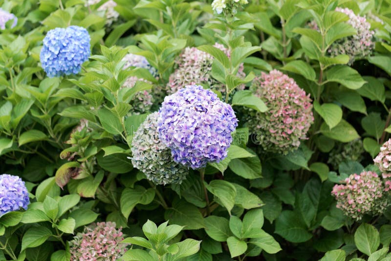 French Hydrangea Hydrangea Macrophylla Stock Image - Image of ...