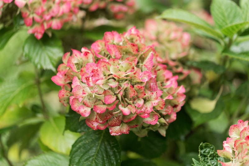 French Hydrangea Hydrangea Macrophylla Stock Photo - Image of beautiful ...