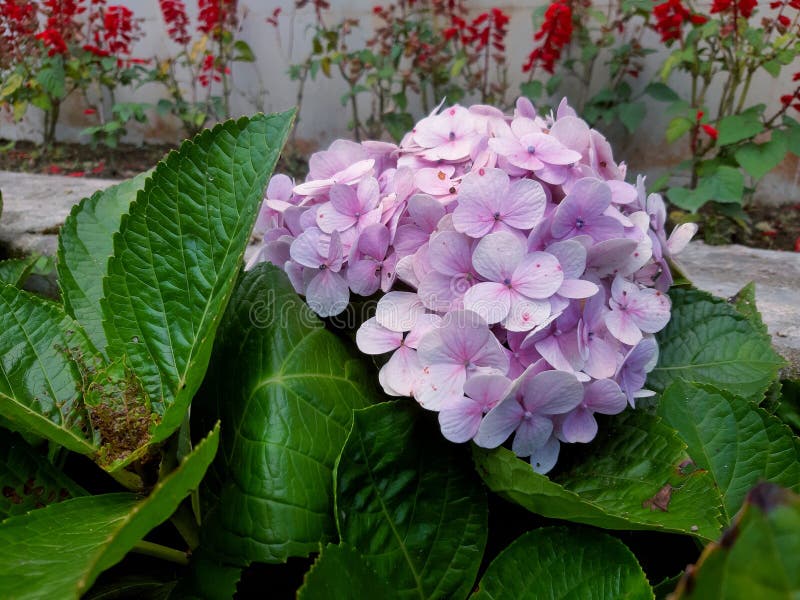 Flowers of a French Hydrangea & X28;Hydrangea Macrophylla& X29; Stock ...