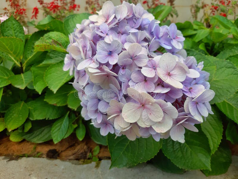 Flowers of a French Hydrangea & X28;Hydrangea Macrophylla& X29; Stock ...