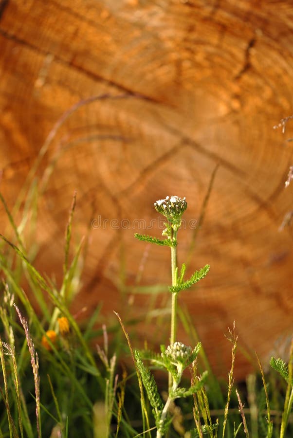 Flowers in Front of Big Timberl, Nature, Outdoor Stock Image - Image of ...