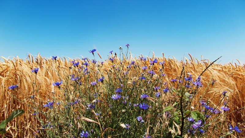 Flowers in Front of a Corn Field in Summer Stock Image - Image of ...