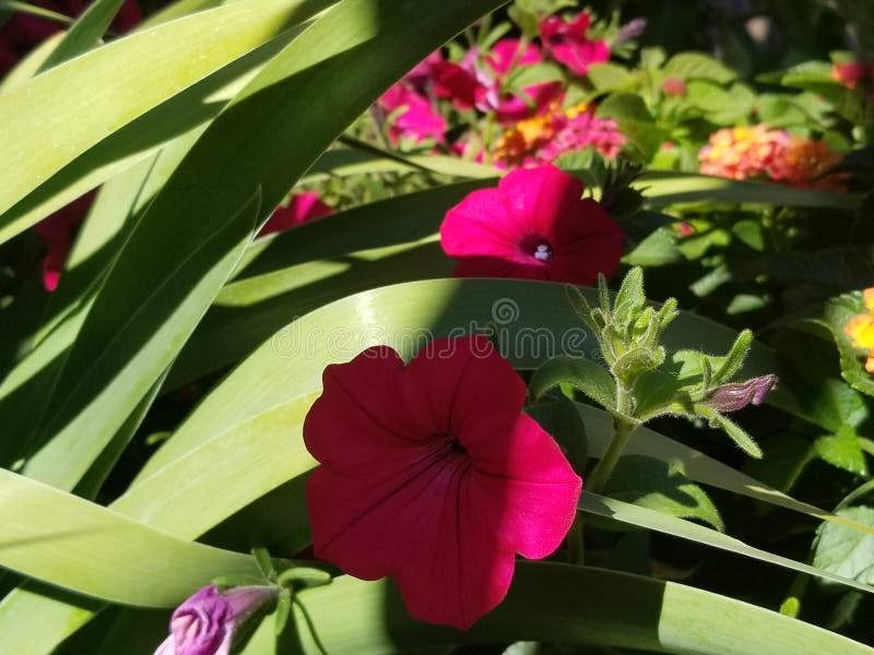 Flowers in front yard stock photo. Image of garden, plant - 231424980