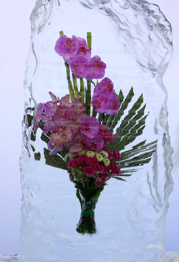 Flowers frozen in ice stock photo. Image of color, background - 373920628