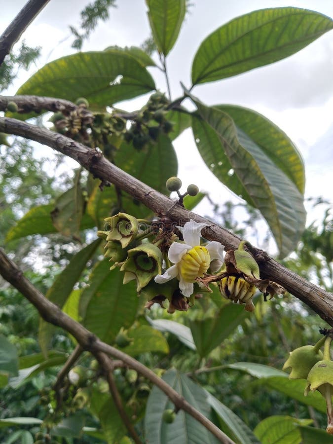 Flowers and Fruit from the Guava Tree & X28;local Name& X29; Which ...