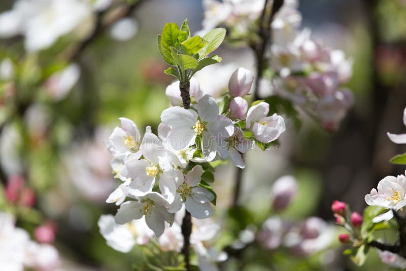 Flowers on the Fruit Tree in Nature Stock Photo - Image of grow, green ...