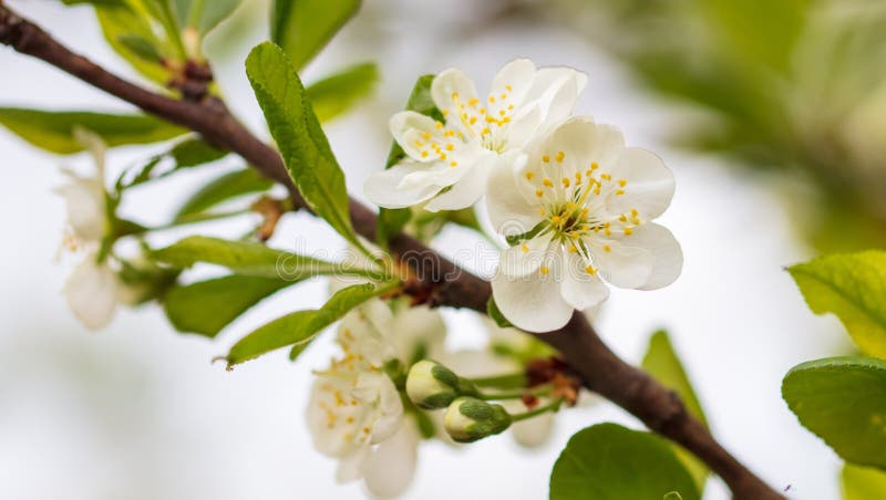 Flowers on a Fruit Tree in the Park Stock Image - Image of fruit, leaf ...