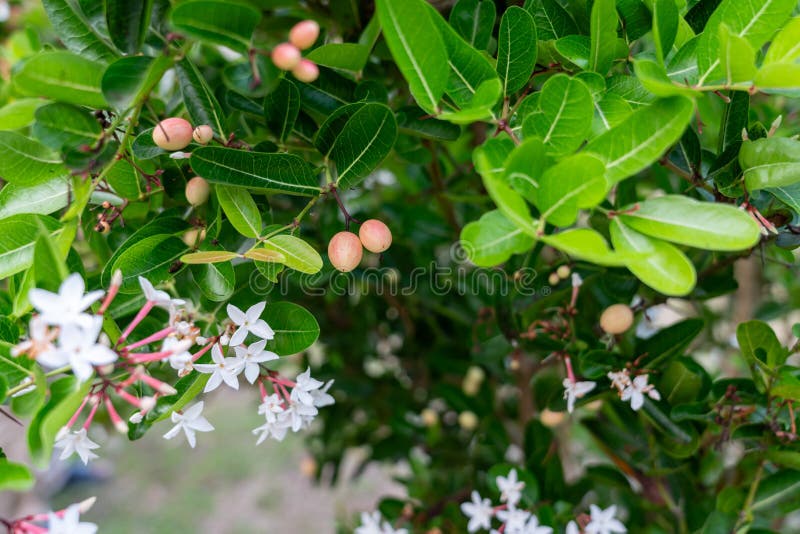 Flowers Fruits Bengal Currant Tree Stock Photos - Free & Royalty-Free ...