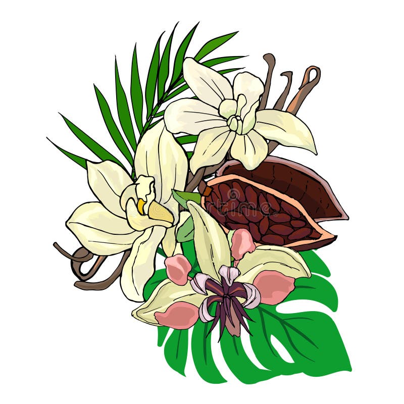 Flowers and Fruits of Cocoa and Vanilla Stock Vector - Illustration of ...