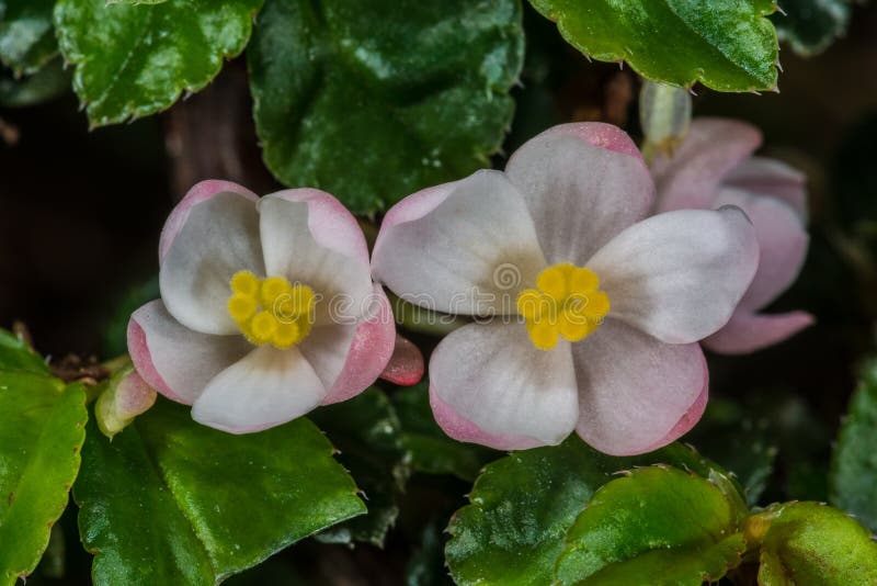 Begonia Fuchsioides Stock Photos - Free & Royalty-Free Stock Photos ...